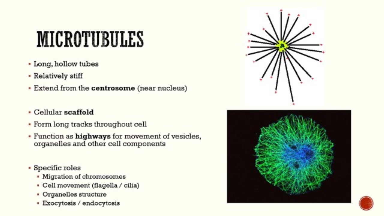 - BL1011 Cell Structure 3